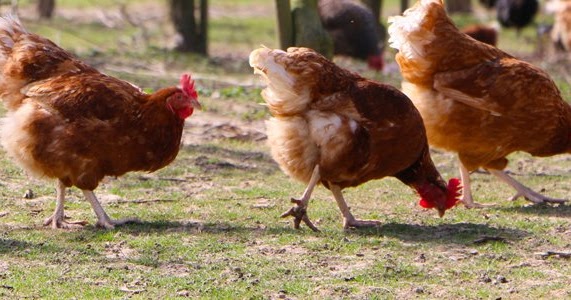 5 consejos para mantener saludables los pollos felices - biographypedia