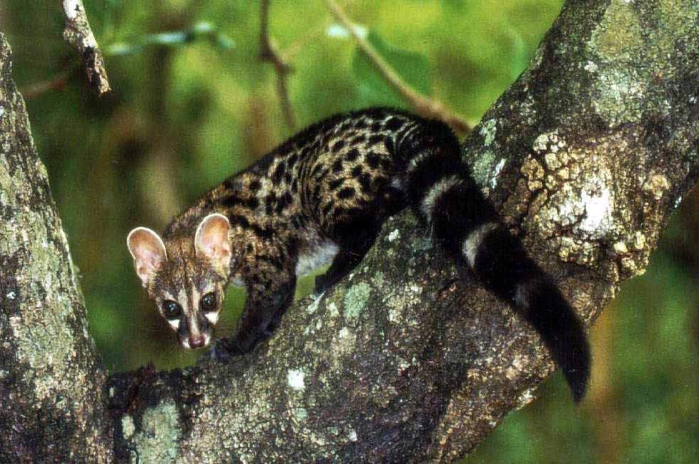 Los Animales...De Todo El Mundo... Y El Ecosistema: ANIMALES DE AFRICA...