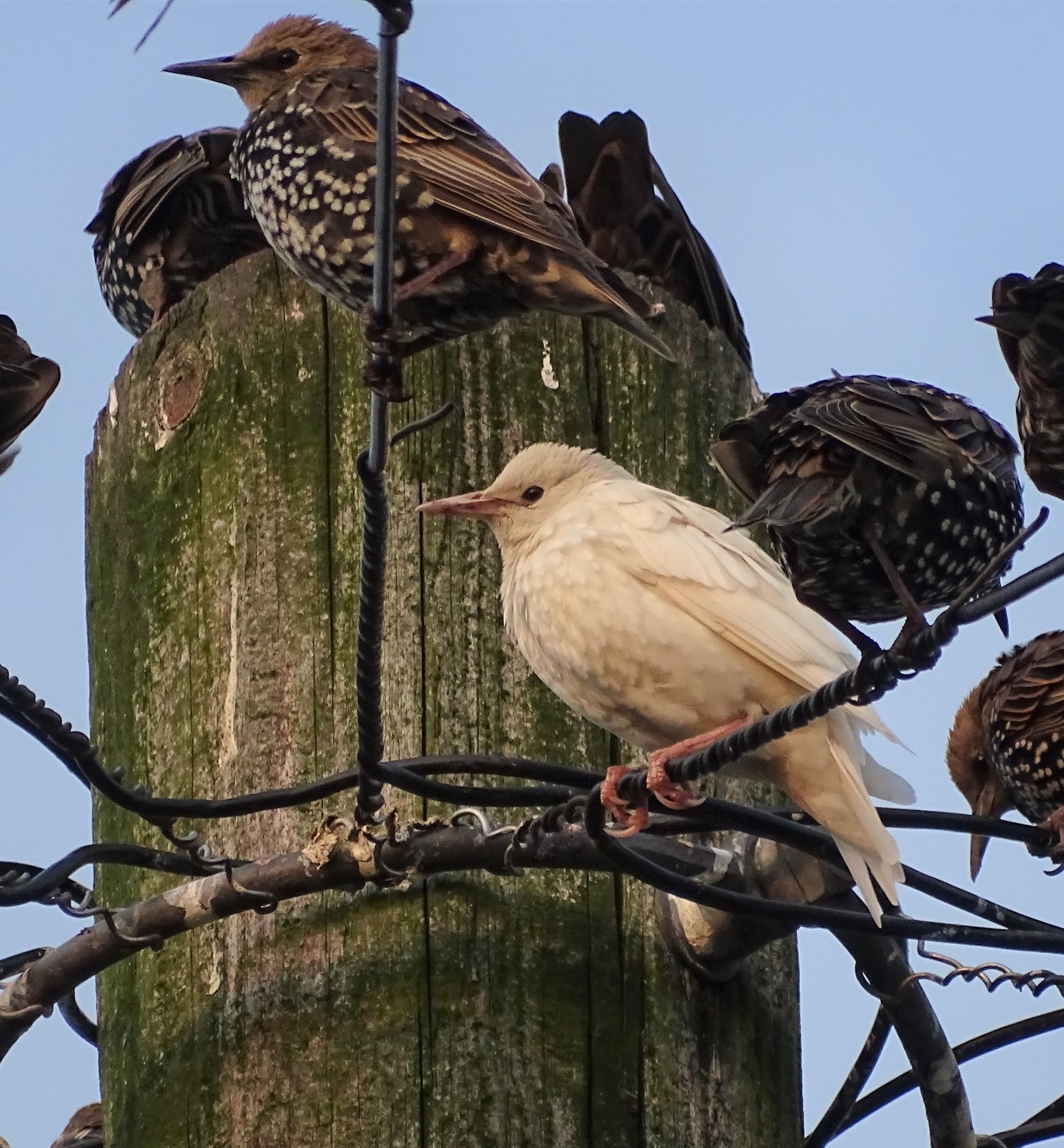 A Field Notebook: Leucistic starling in the garden