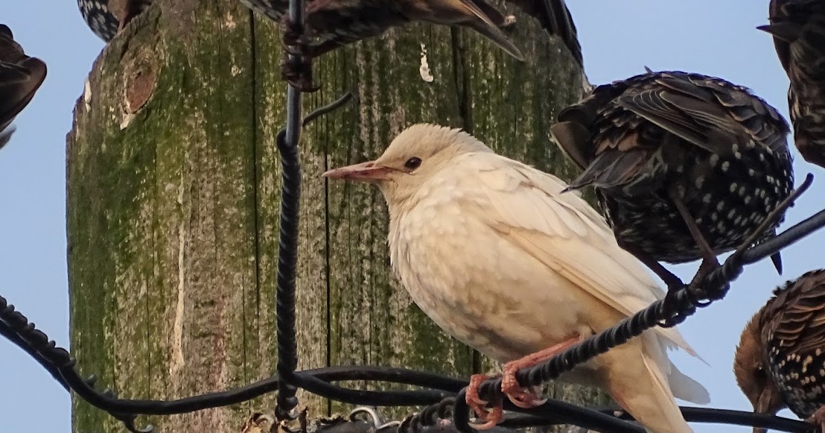 A Field Notebook: Leucistic starling in the garden