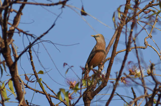 Pondicherry Tourism: Ousteri Wetland and National Park, Puducherry