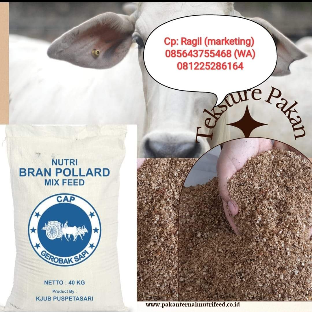 nutrifeed kjub puspetasari