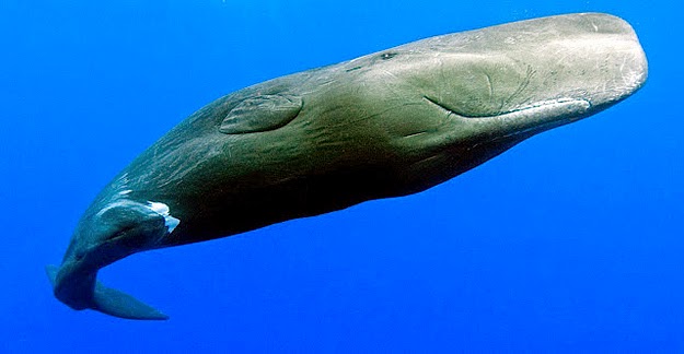 ANIMALES DEL MUNDO : octubre 2014