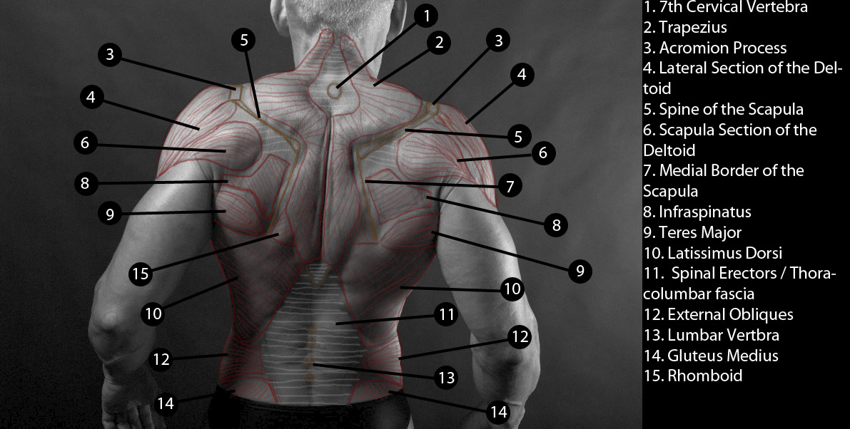 Term 1: Advanced Skills: Looking at the Back muscles!