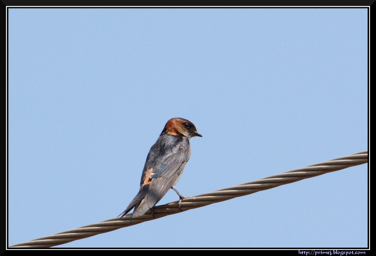 Prime Photos: Little Bird