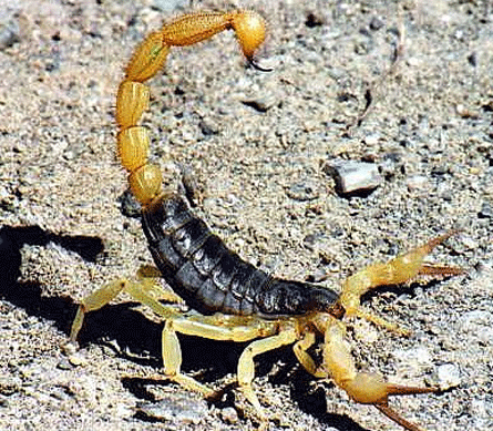 Scorpion Facts And Pictures | All Wildlife Photographs