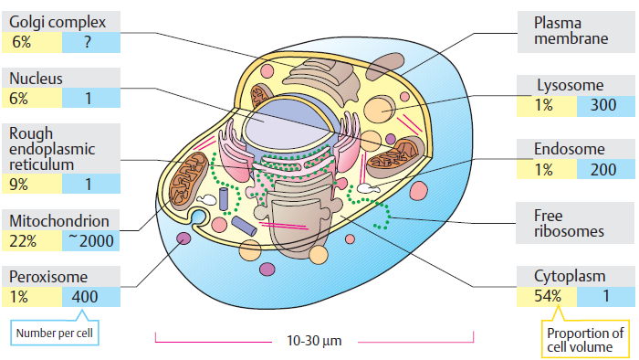 Medical Biochemistry Blog: Biochemistry inroduction, Cell fractionation