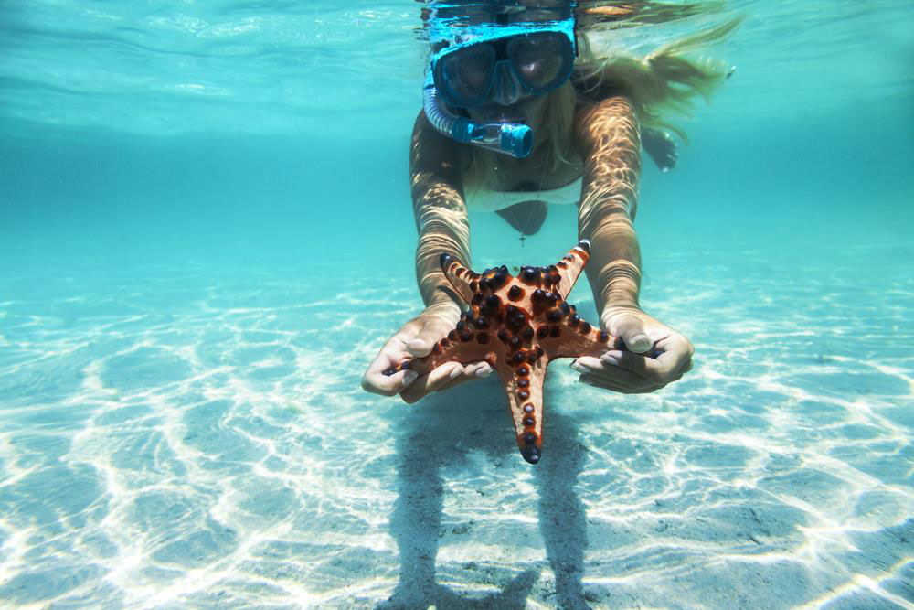 Catching the starfish in summer dive