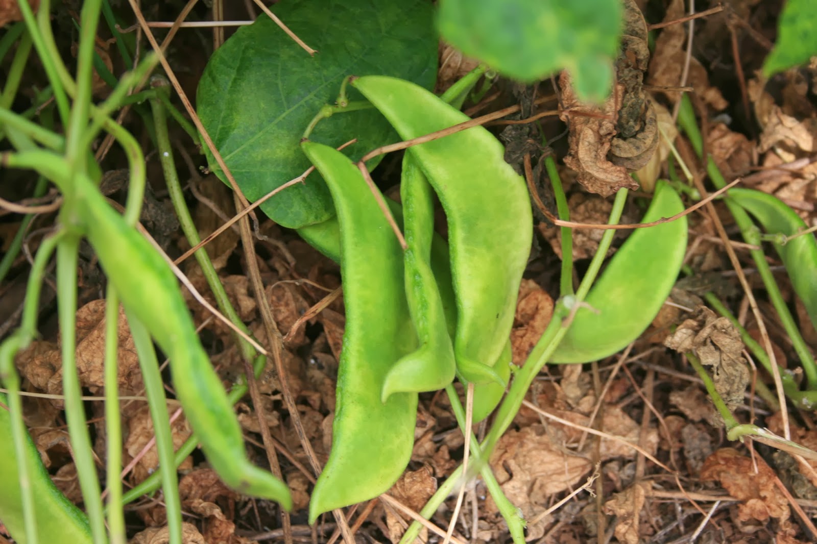 Merryn's Menu: Madagascar Bean Medley
