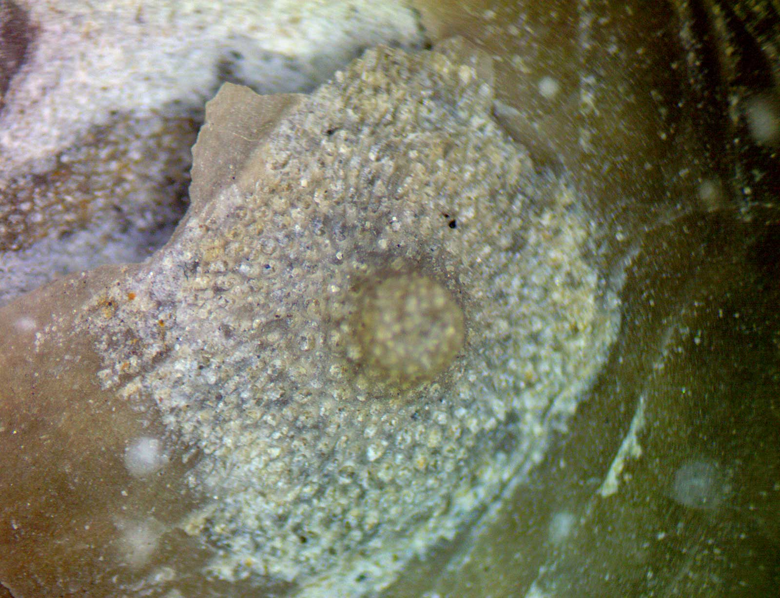 Louisville Fossils and Beyond: A Clam Fossil and Its Friends