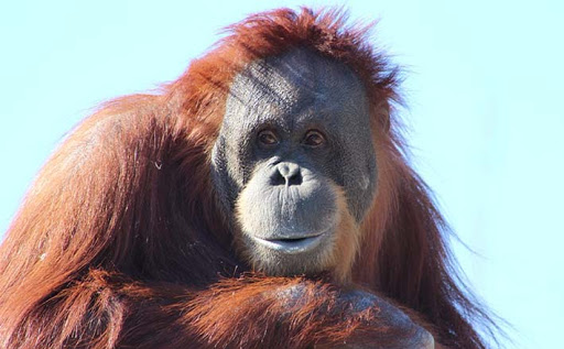 SABER CURIOSIDADES: 10 CURIOSIDADES E FATOS INUSITADOS SOBRE OS ...