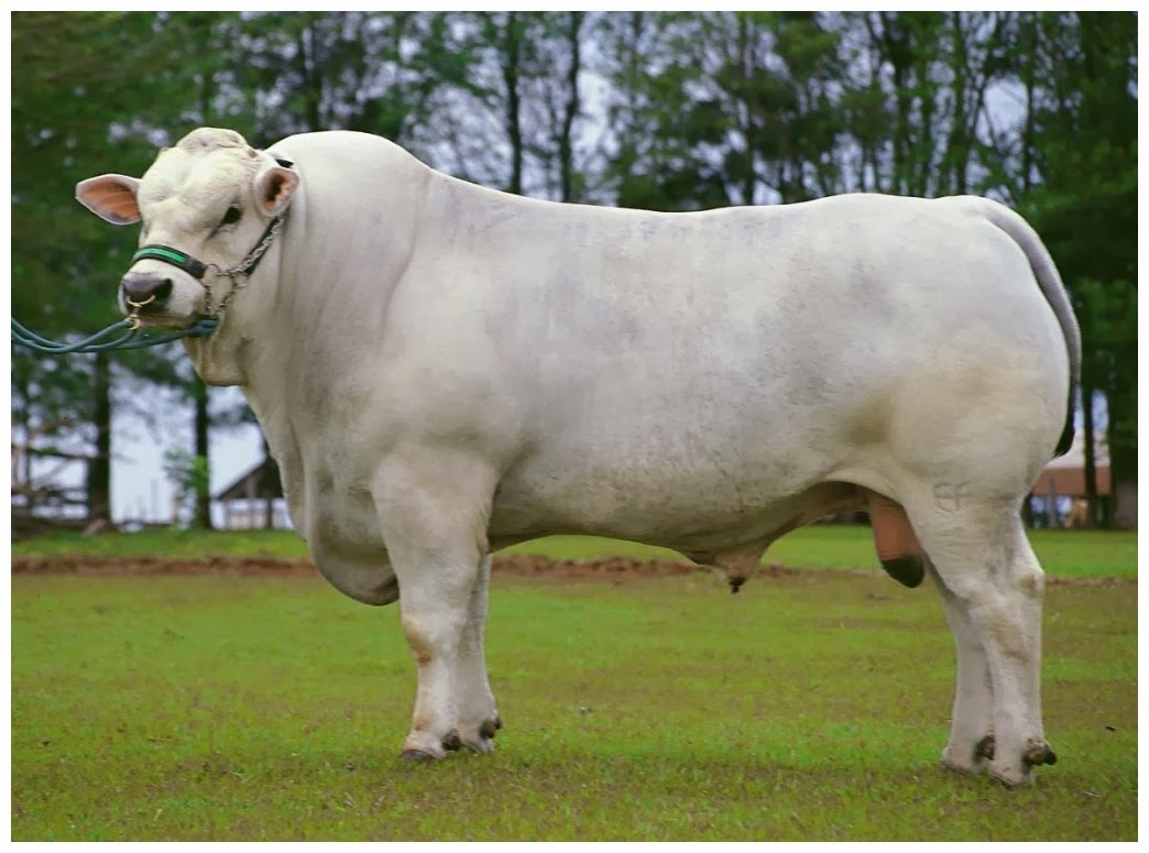 Generalidades de la Ganadería Bovina.: Chianina