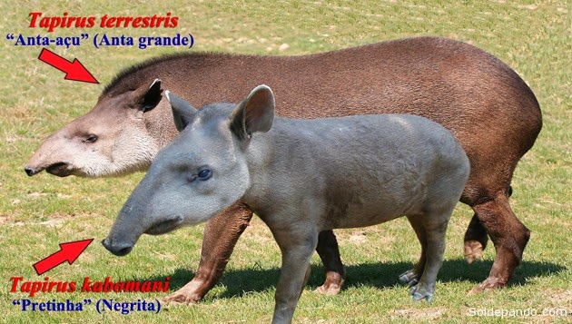 La nueva especie de tapir recién descubierta en Brasil y Colombia ...