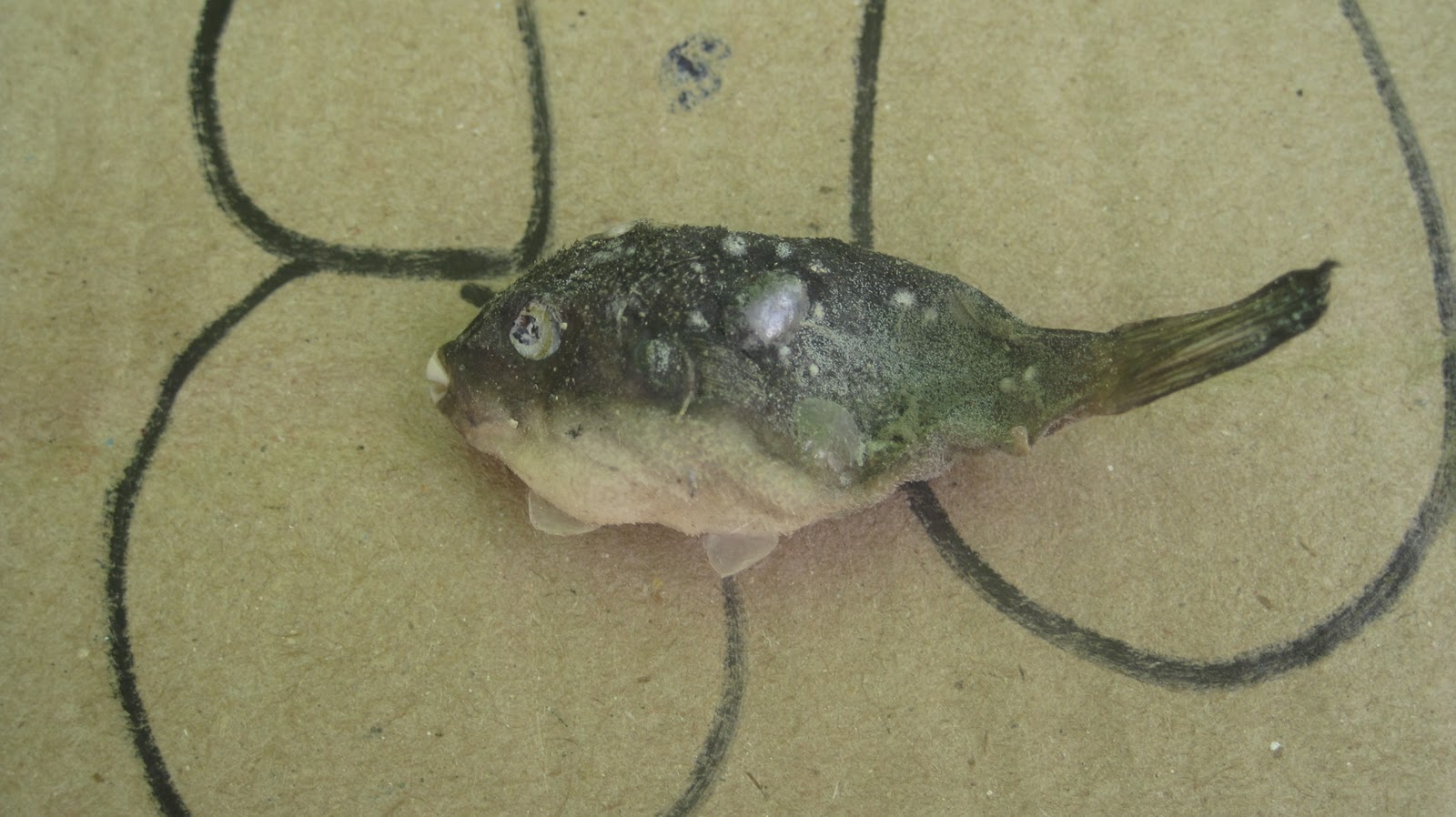 Ang Sirena'ng Tabunon : Borereng