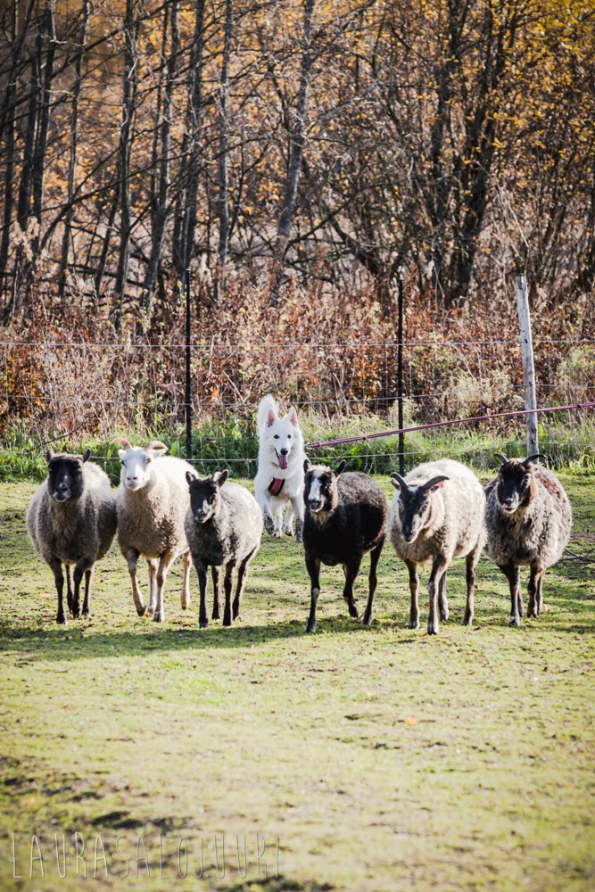 Paws Up: Paimenkoirat paimentaa