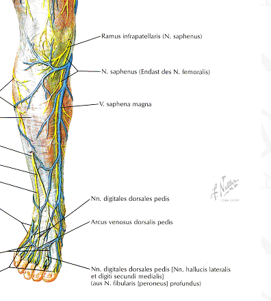 Nervus Saphenus Wikipedia