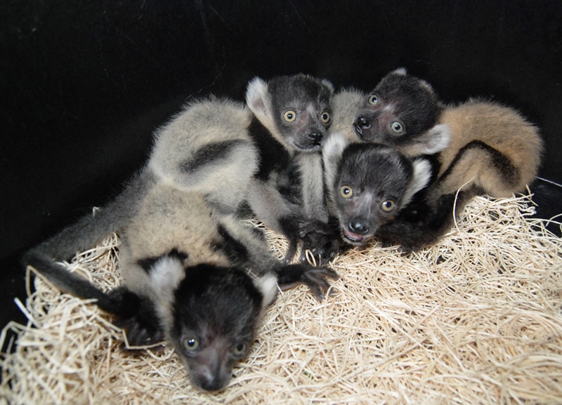 Black & White Ruffed Lemur Babies