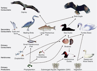 Biology Tutorials: Cycles of Matter and Energy Transfer in Ecosystems