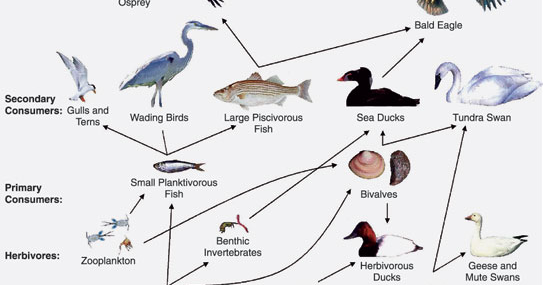 Biology Tutorials: Cycles of Matter and Energy Transfer in Ecosystems