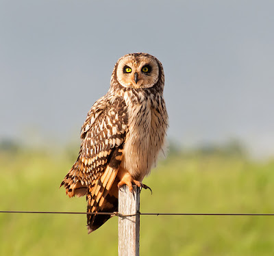 AVES DE RAPINA: O MOCHO
