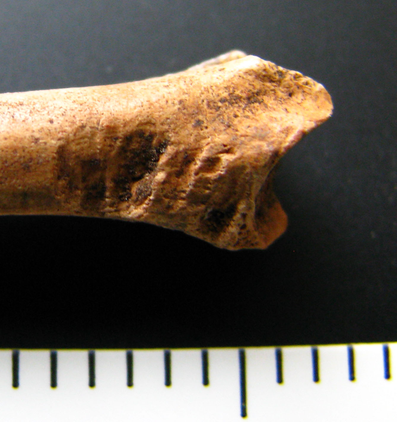 Fossil Matter: Rodents gnaw bones