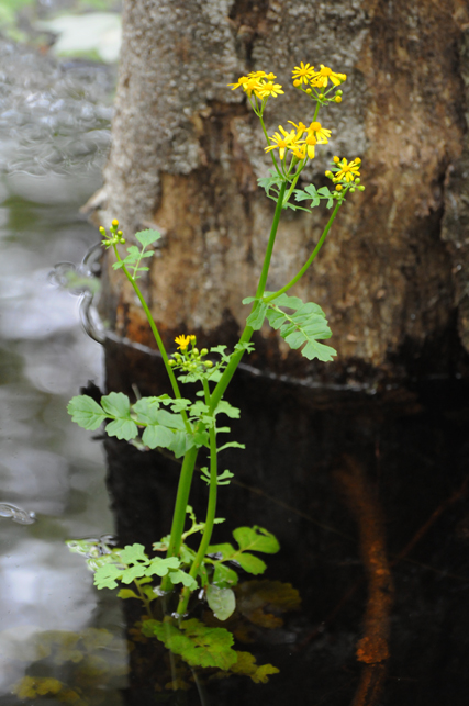 Audubon South Carolina: Is it Still Winter?