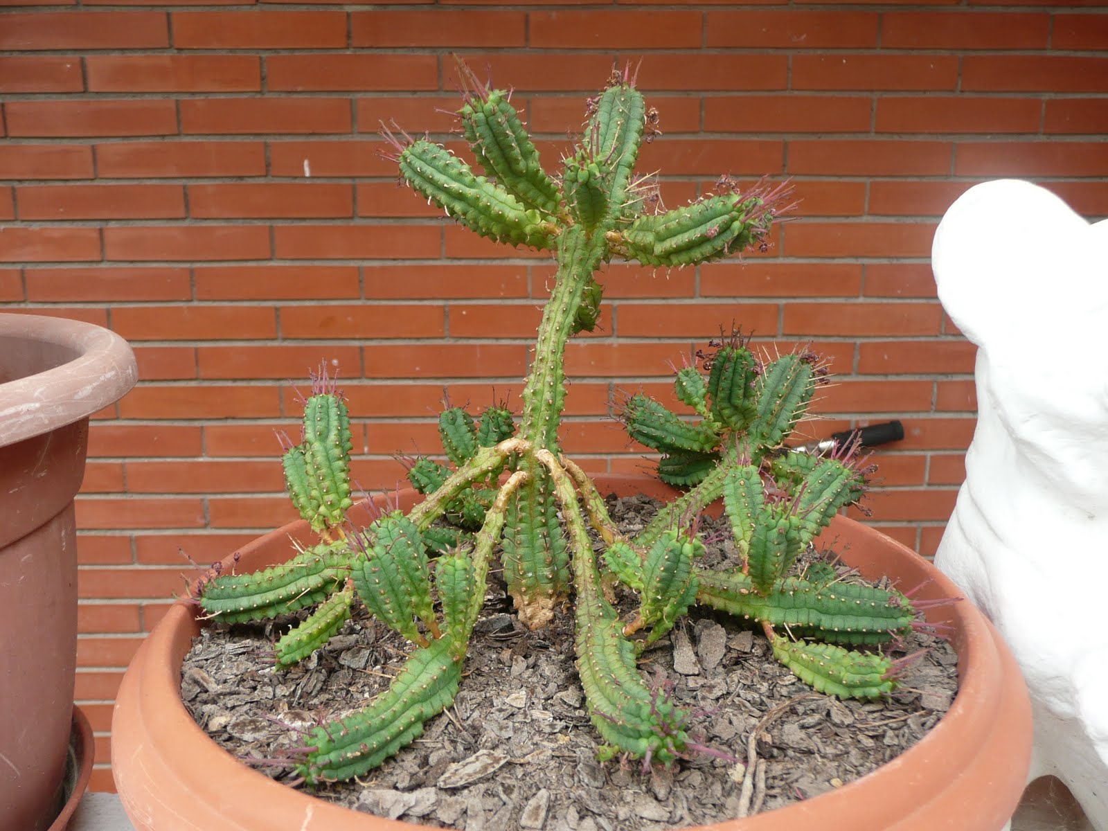 Cáctus y plantas de María: Colección de cáctus de Francisca Álvarez