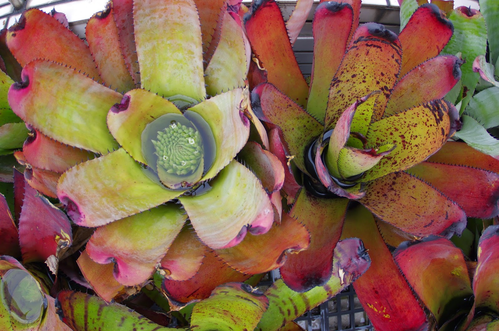 Johnson's bromeliads & falconry: Neoregelia carcharodon 'Silver Tiger ...