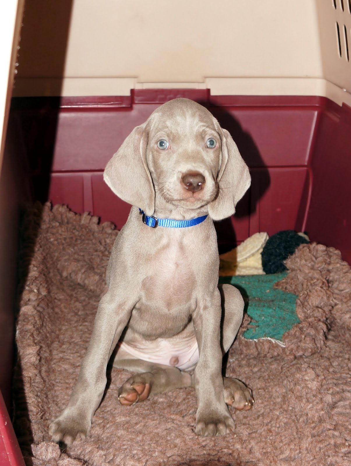 RoseWin Weimaraners: ROSEWIN PUPPY PACK 8 weeks old from CERVELO / LILY ...