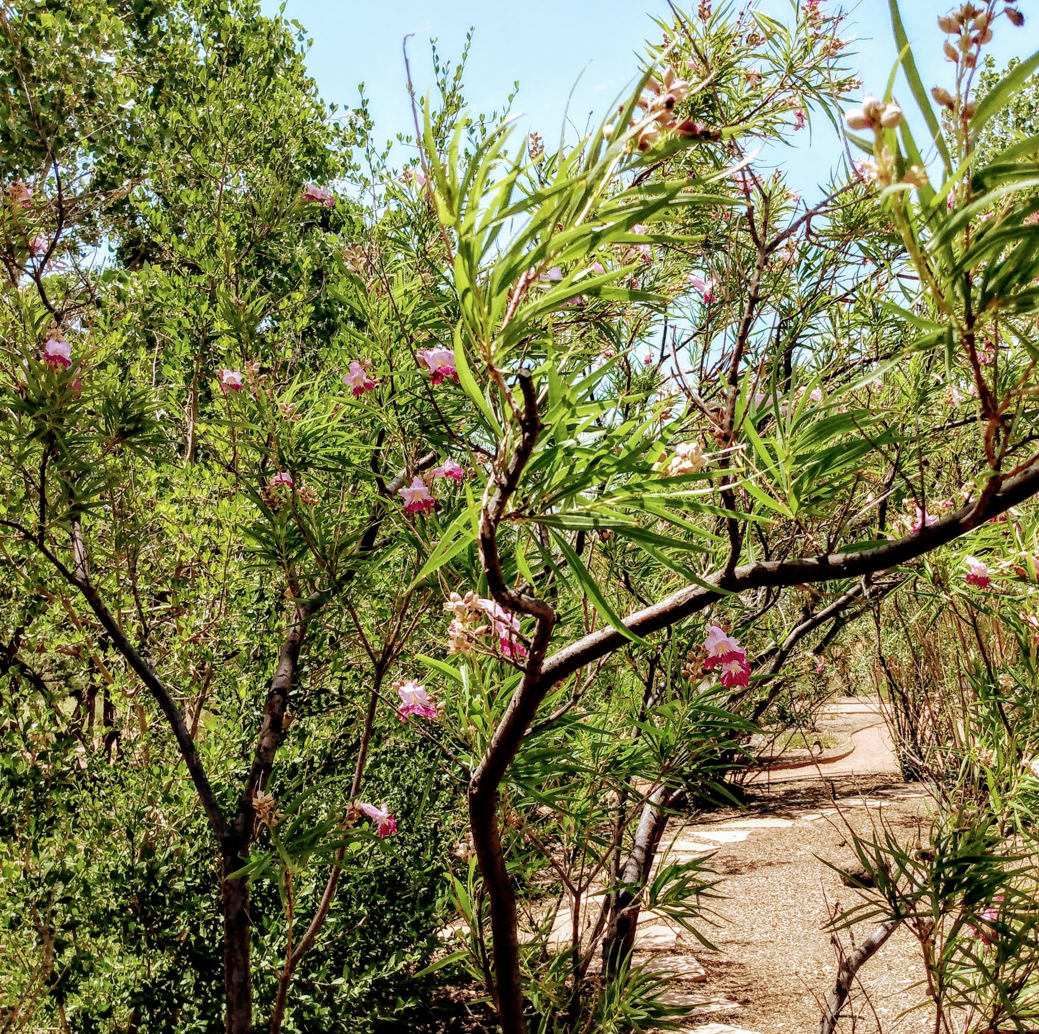 The Merry Needle: A Walk Through the "Bosque"