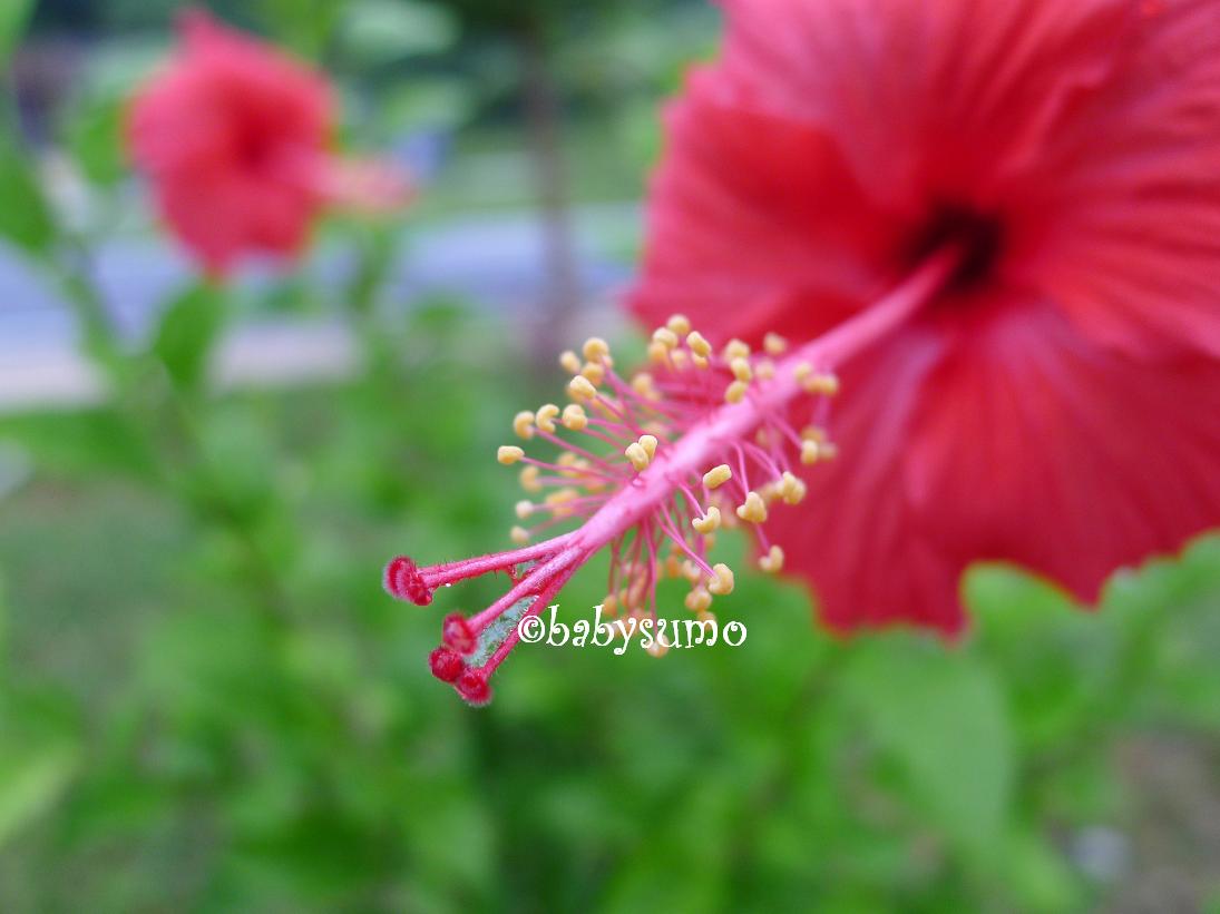Baby Sumo Photography: Hibiscus rosa-sinensis - Kuala Lumpur, Malaysia