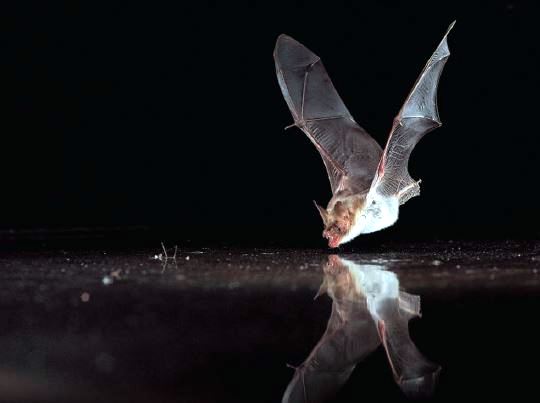 Innate recognition of water bodies in echolocating bats