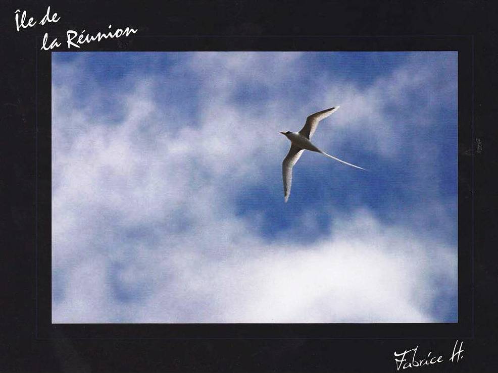 "S" obéit et "R" agit: Le paille-en-queue