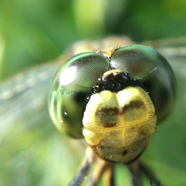 Capung dan Air. | SMP Muhammadiyah 3 Yogyakarta