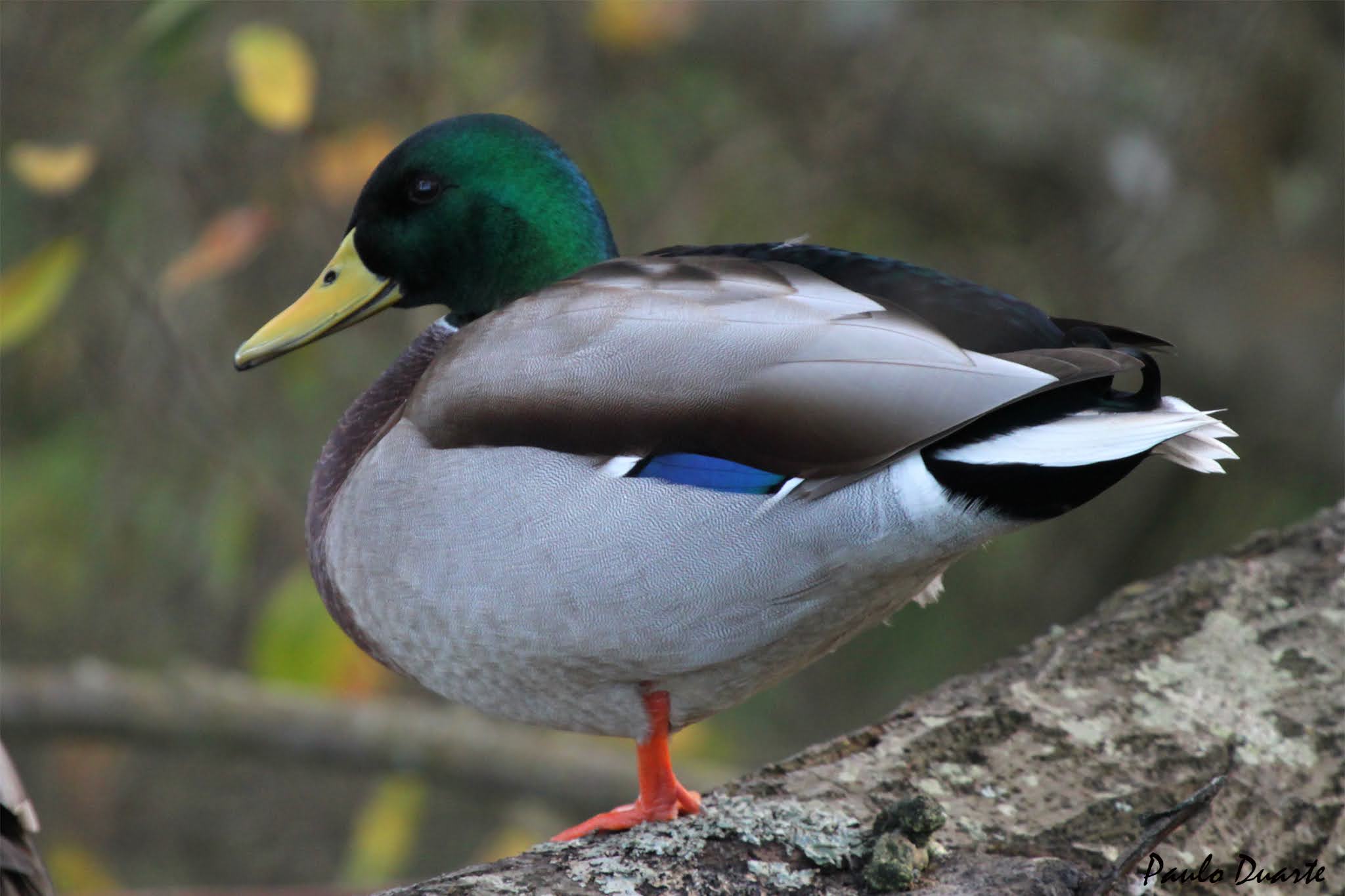 A arte de debicar: Um pato real muito comum...