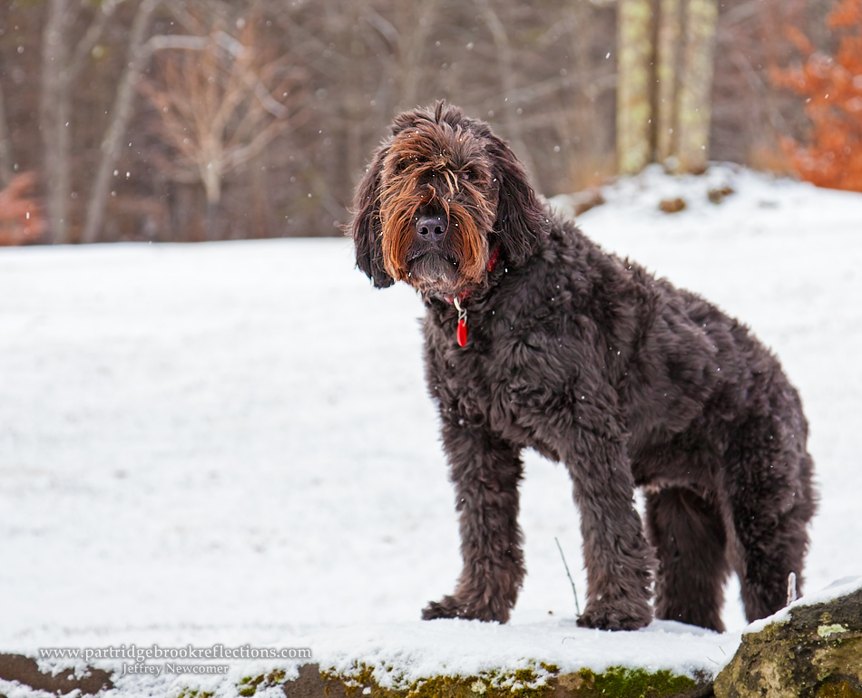 Getting it Right in the Digital Camera : Gone to the Vermont Dogs.
