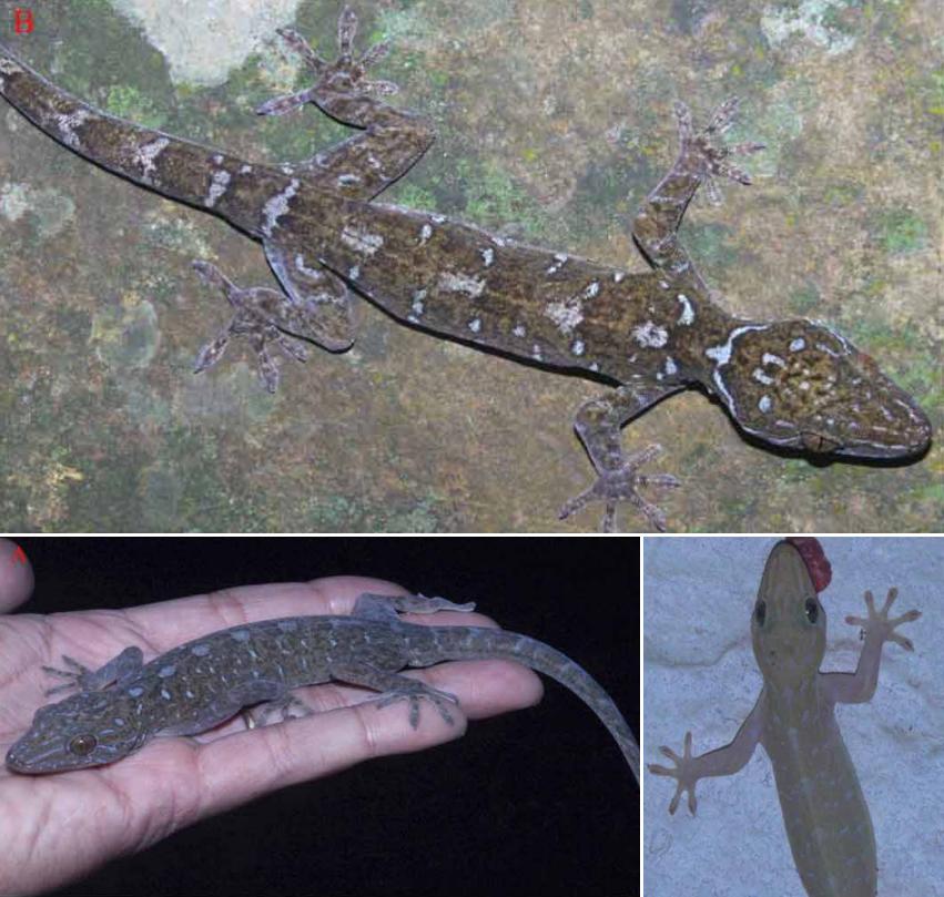 Species New to Science: [Herpetology • 2010] Gekko takouensis • A new ...