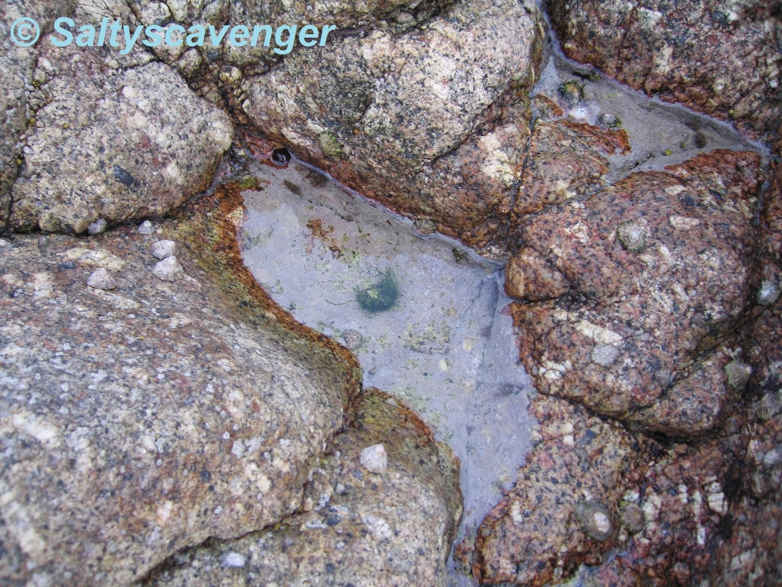 Rock Pooling: Rockpooling destination: West Penwith, Cornwall September ...