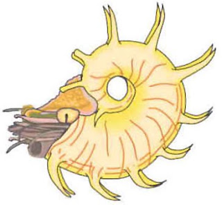 Life Before the Dinosaurs: Cooperoceras.
