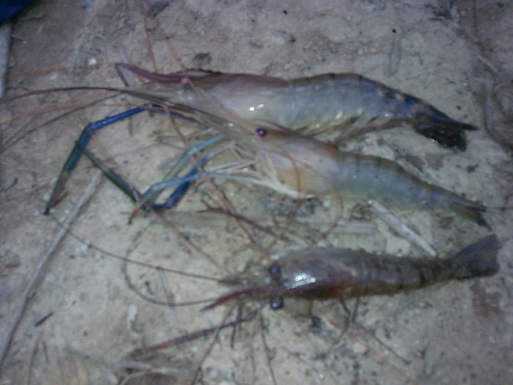 PEMBURU SEPIT BIRU: Spesis Udang Galah diancam kaki tuba