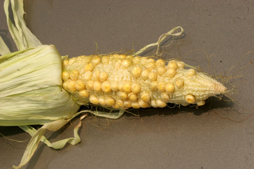 Real World Gardener: Useful and Beautiful Flowers and Sweet Corn