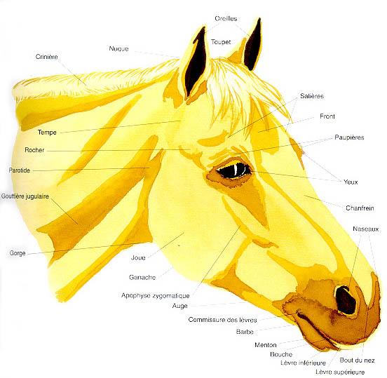 Le cheval, plus qu'une passion : Les anatomies , les muscles et le ...