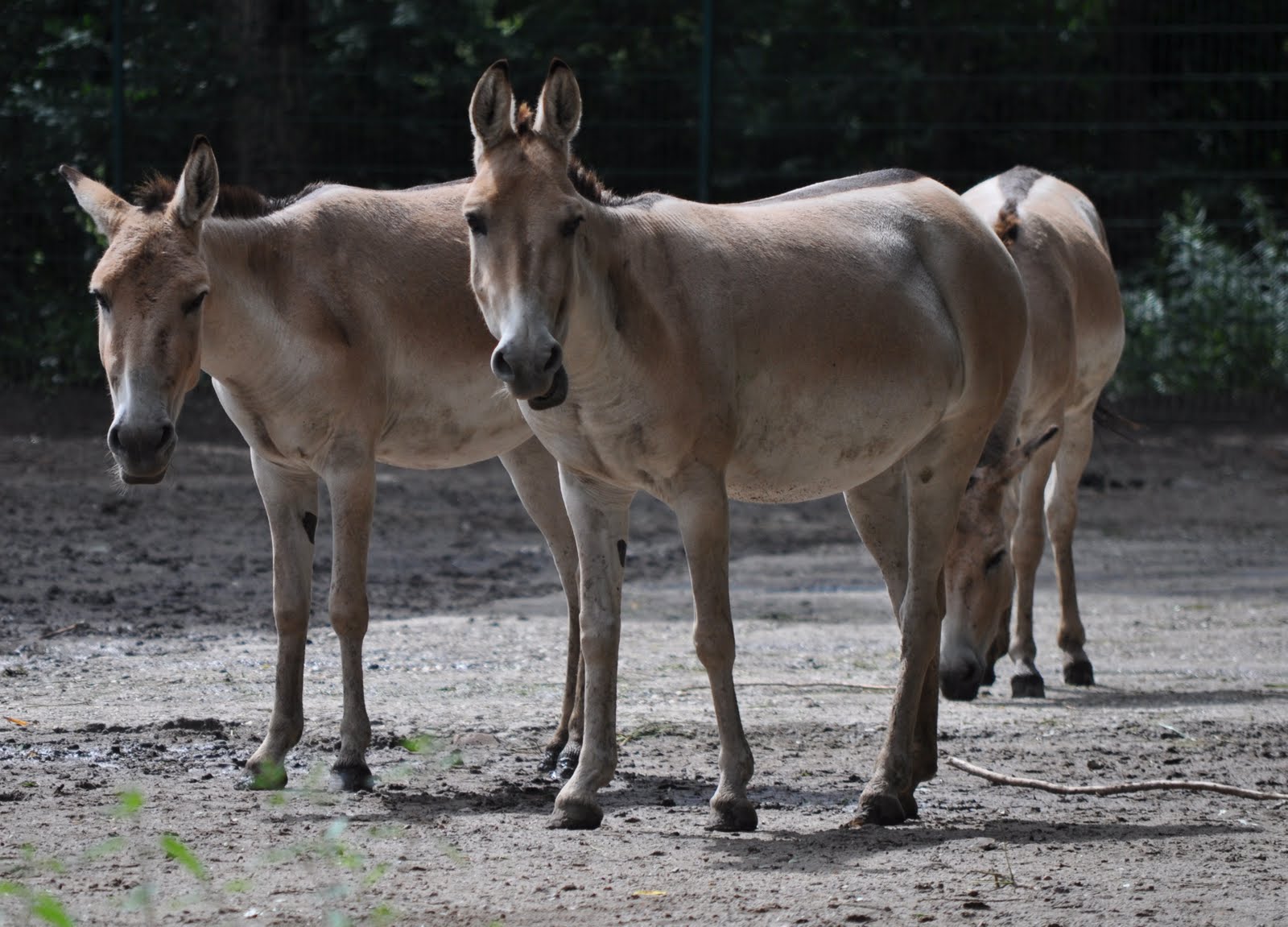 ZOOTOGRAFIANDO (5.836 ANIMALS): KULÁN, ONAGRO / KULAN/ONAGER (Equus ...