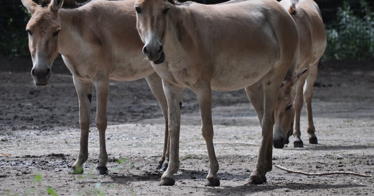 ZOOTOGRAFIANDO (6.100 ANIMALS): KULÁN, ONAGRO / KULAN/ONAGER (Equus ...