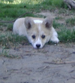 Pembroke Welsh Corgi Mexico: Welsh Corgi Pembroke Cachorros