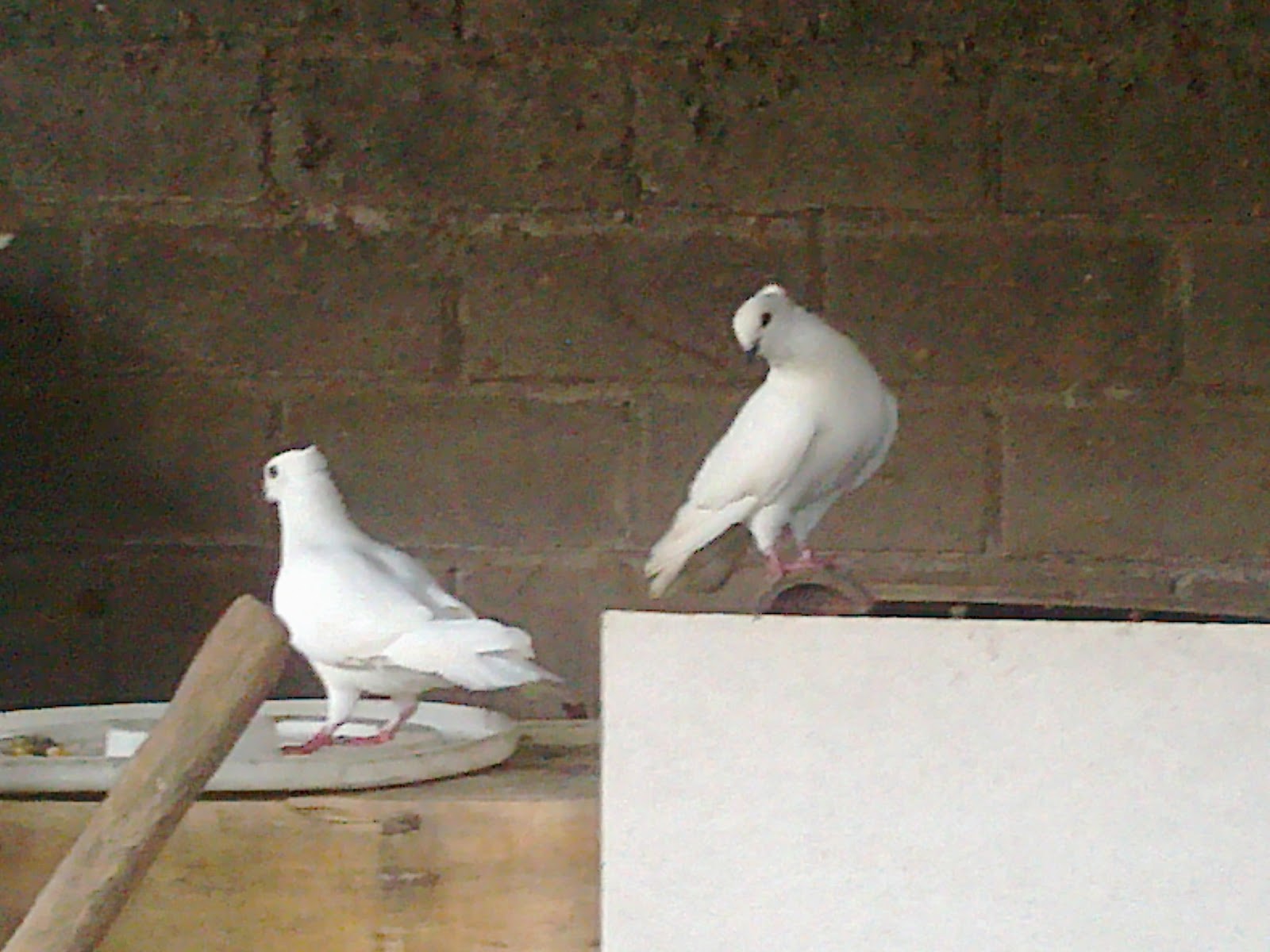 HARGA SEPASANG MERPATI JAMBUL : Rp 100.000,00