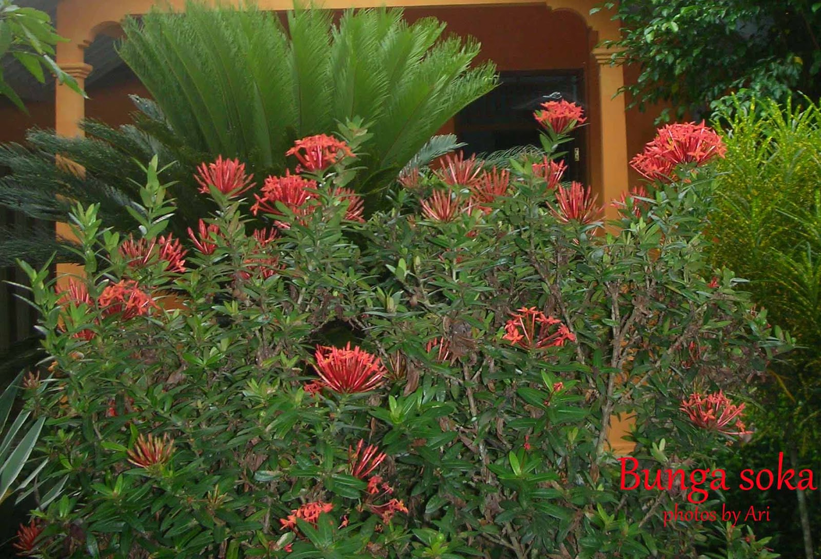 Floristari: bunga soka cantik