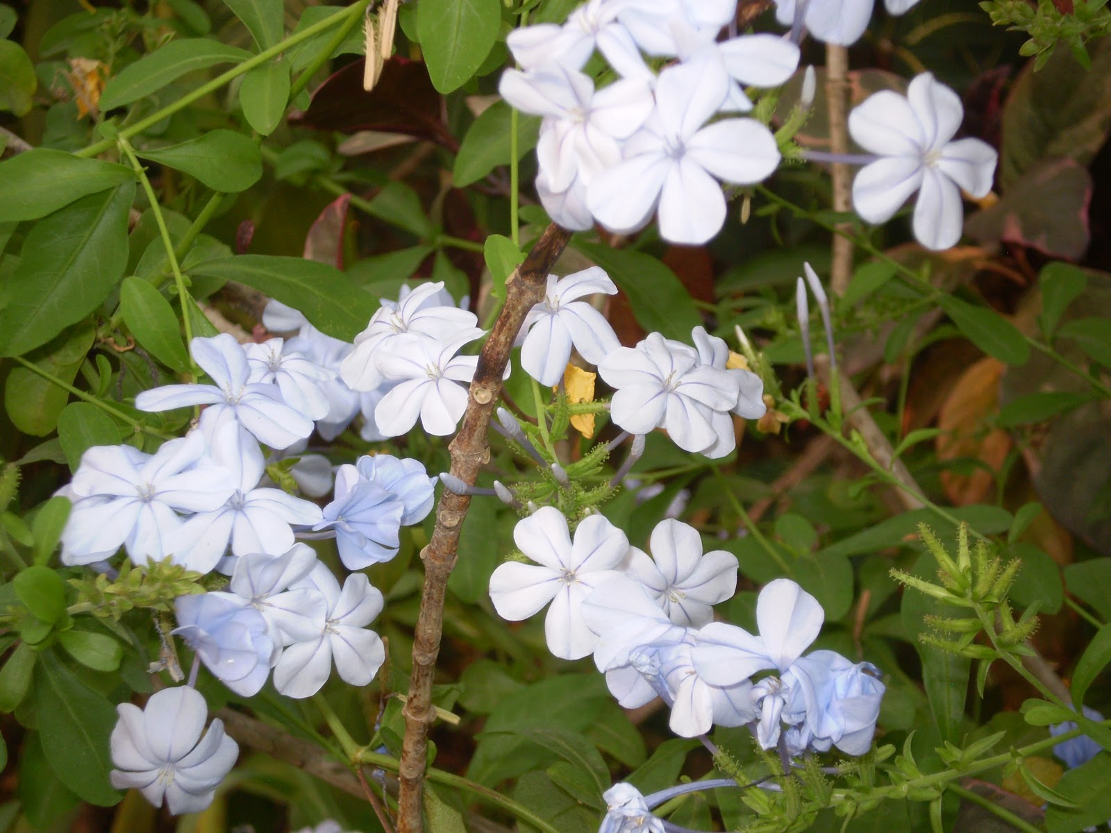 Ghana With The Wind: The Flora and Fauna of the Accra, West Africa Region