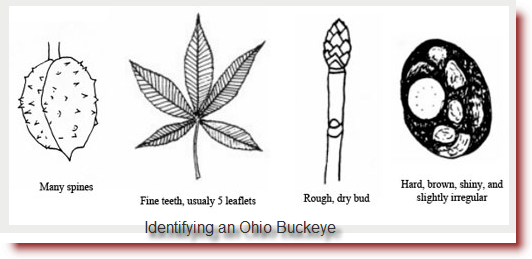 Beat Visitor: Getting to Know the Buckeyes