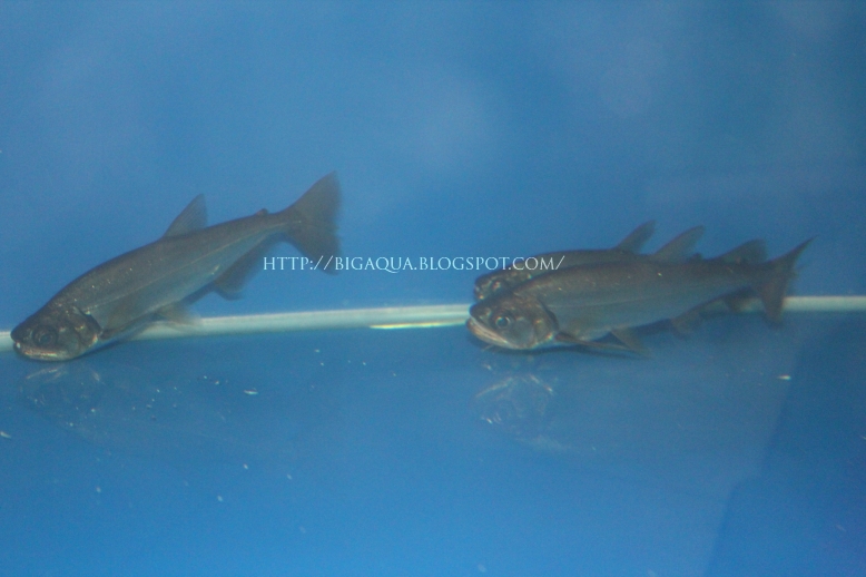 Hydrolycus Armatus (Giant Vampire Fish) ~ Big Aqua